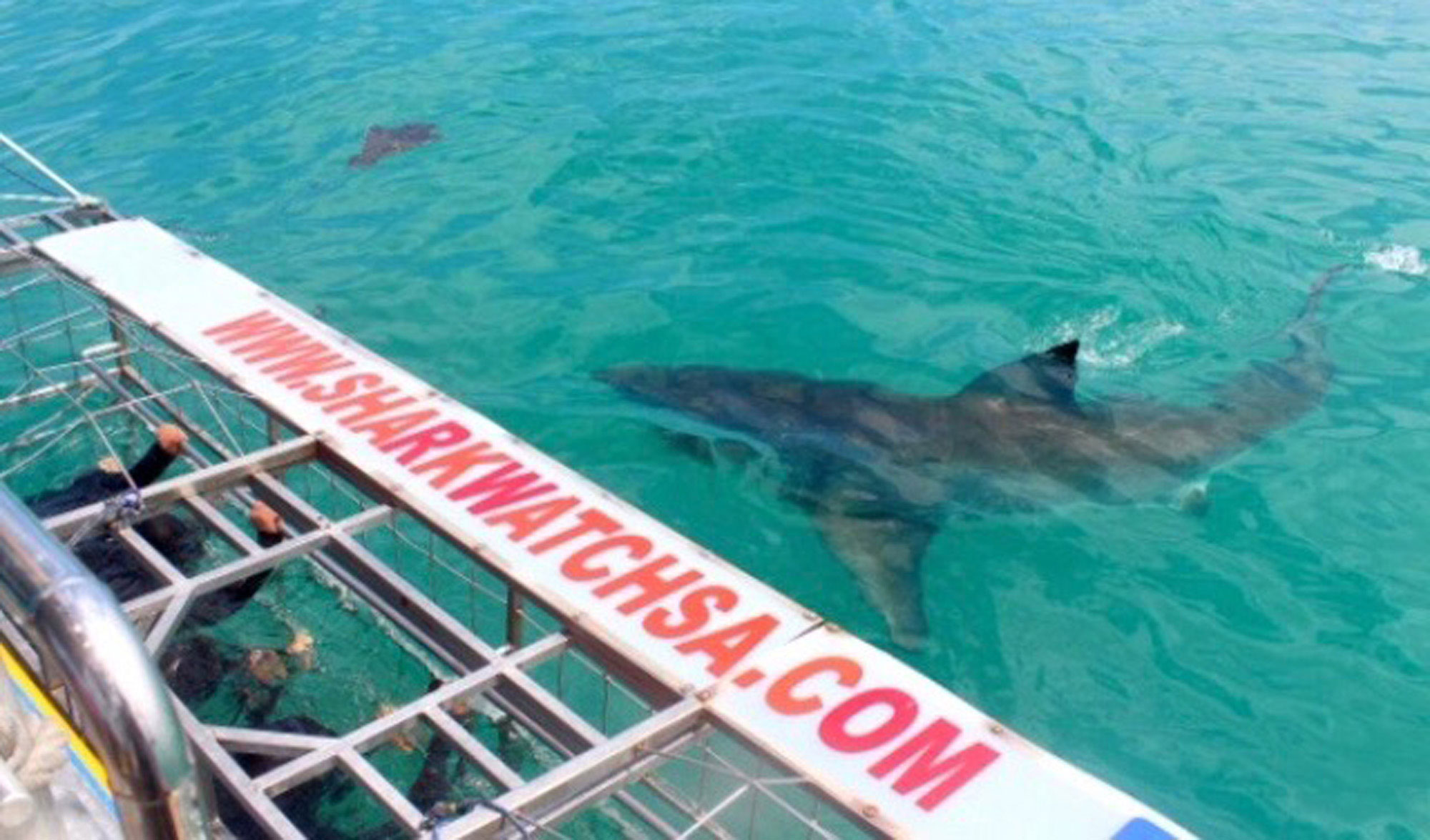 Unearth Experience Shark Diving - Unearth Experience