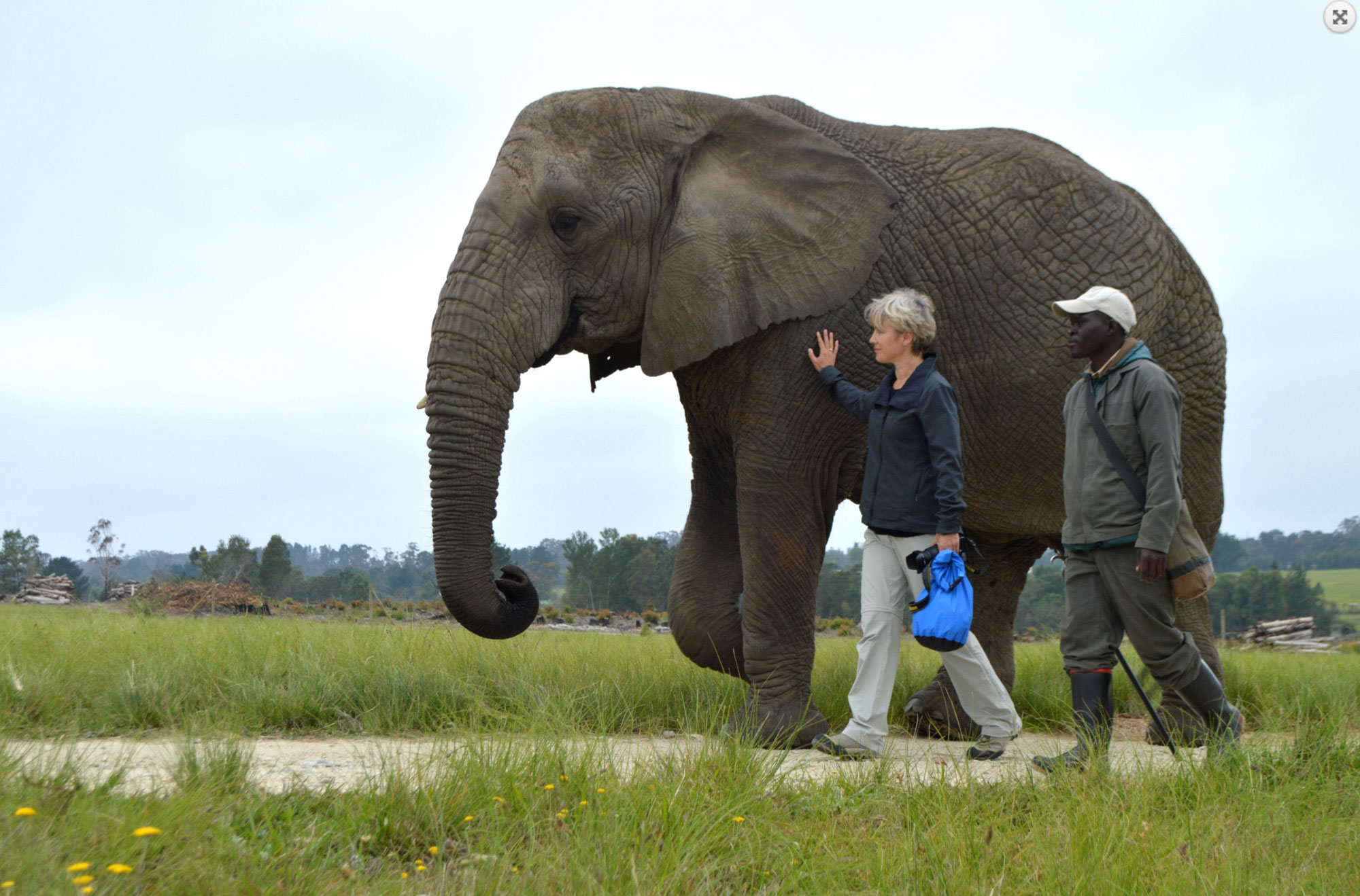 Unearth Experience Walk with Elephants in Africa | Unearth Experience