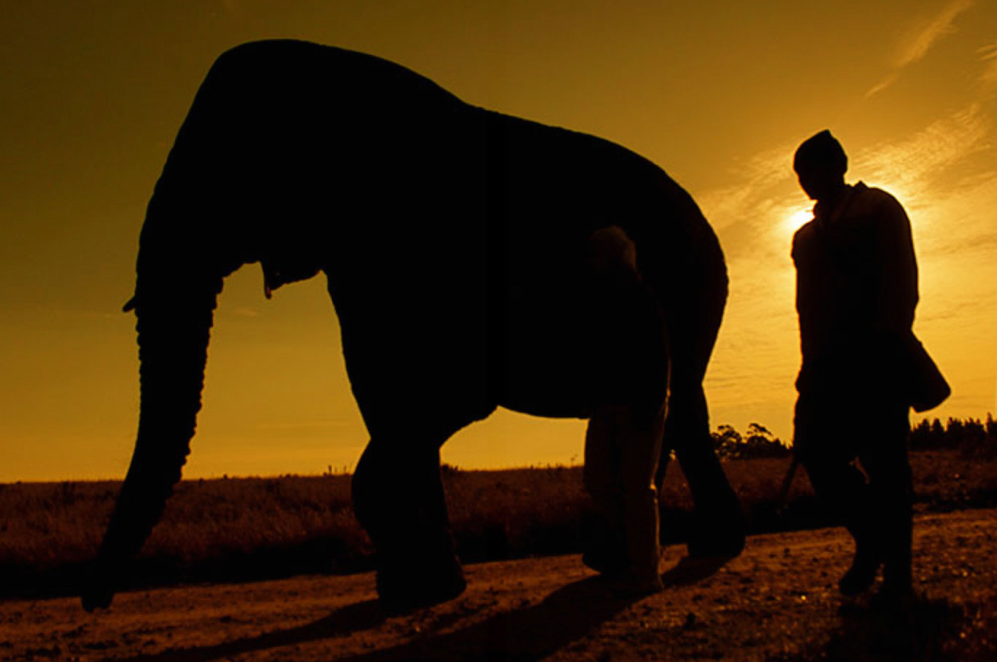 Unearth Experience Walk with Elephants in Africa | Unearth Experience
