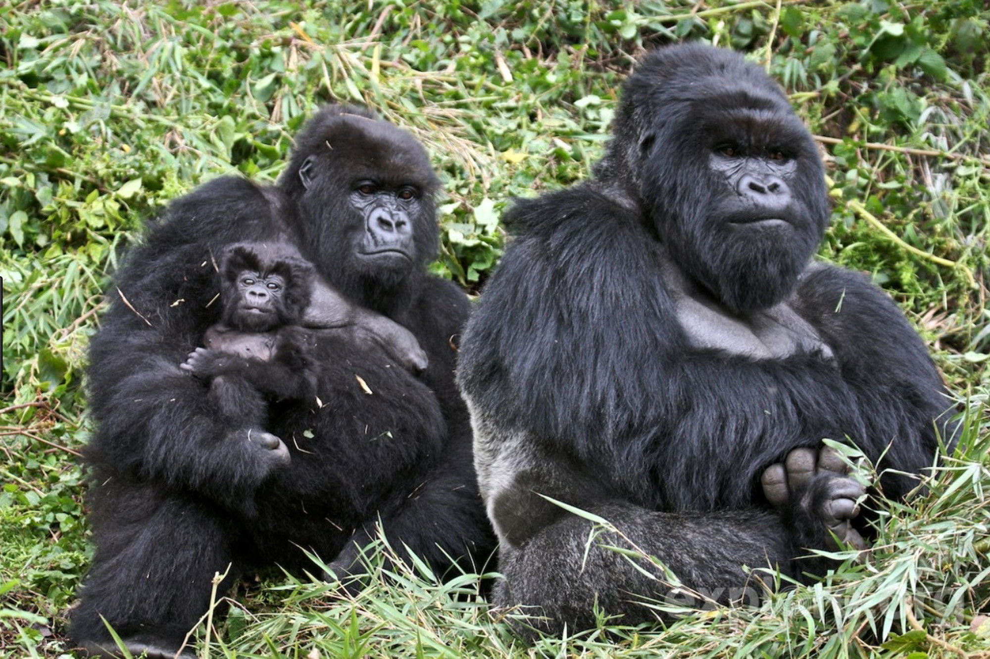 Unearth Experience Gorillas and the vast landscapes of the Serengeti ...