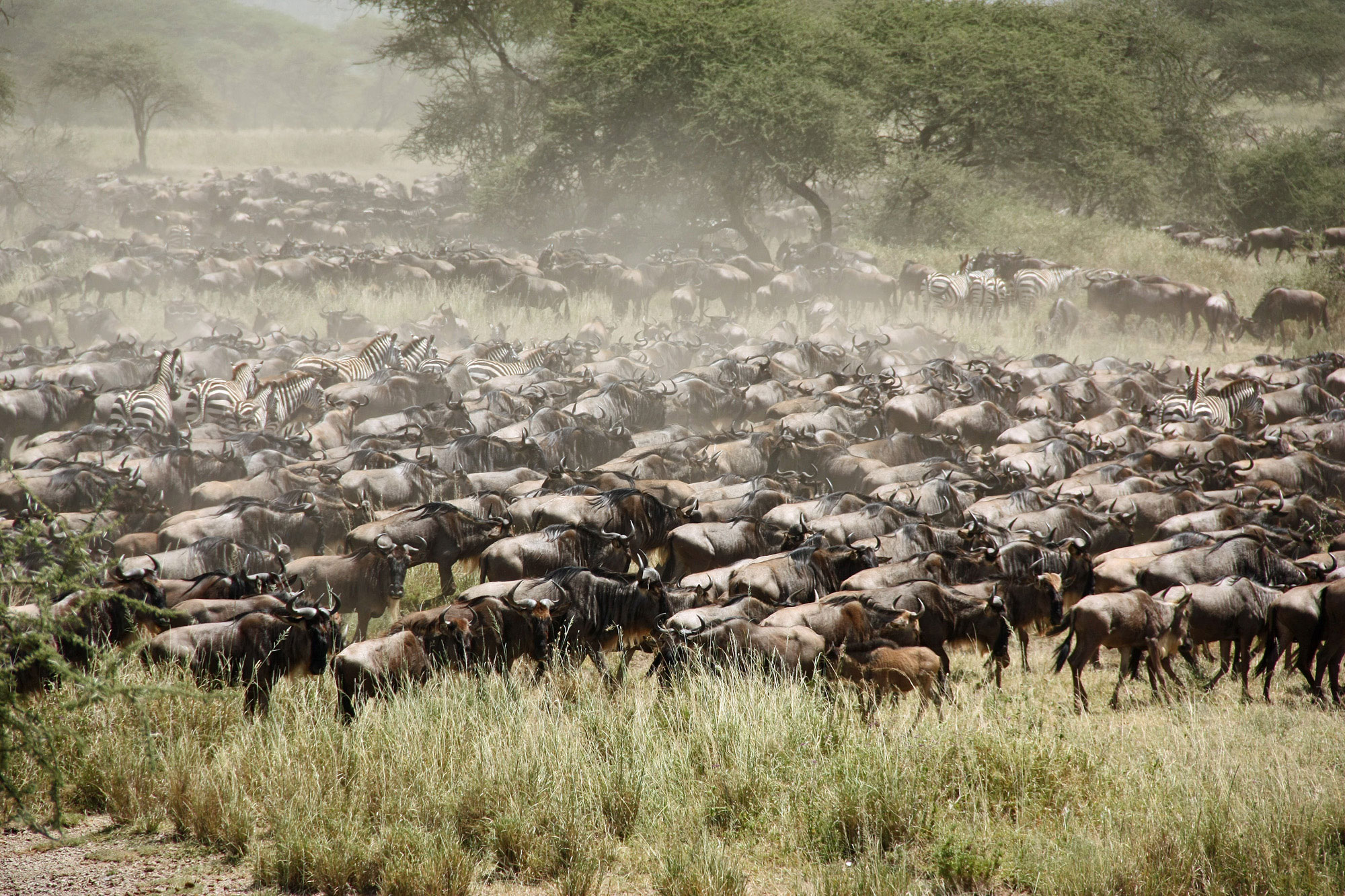 Unearth Experience The Great Migration - Unearth Experience