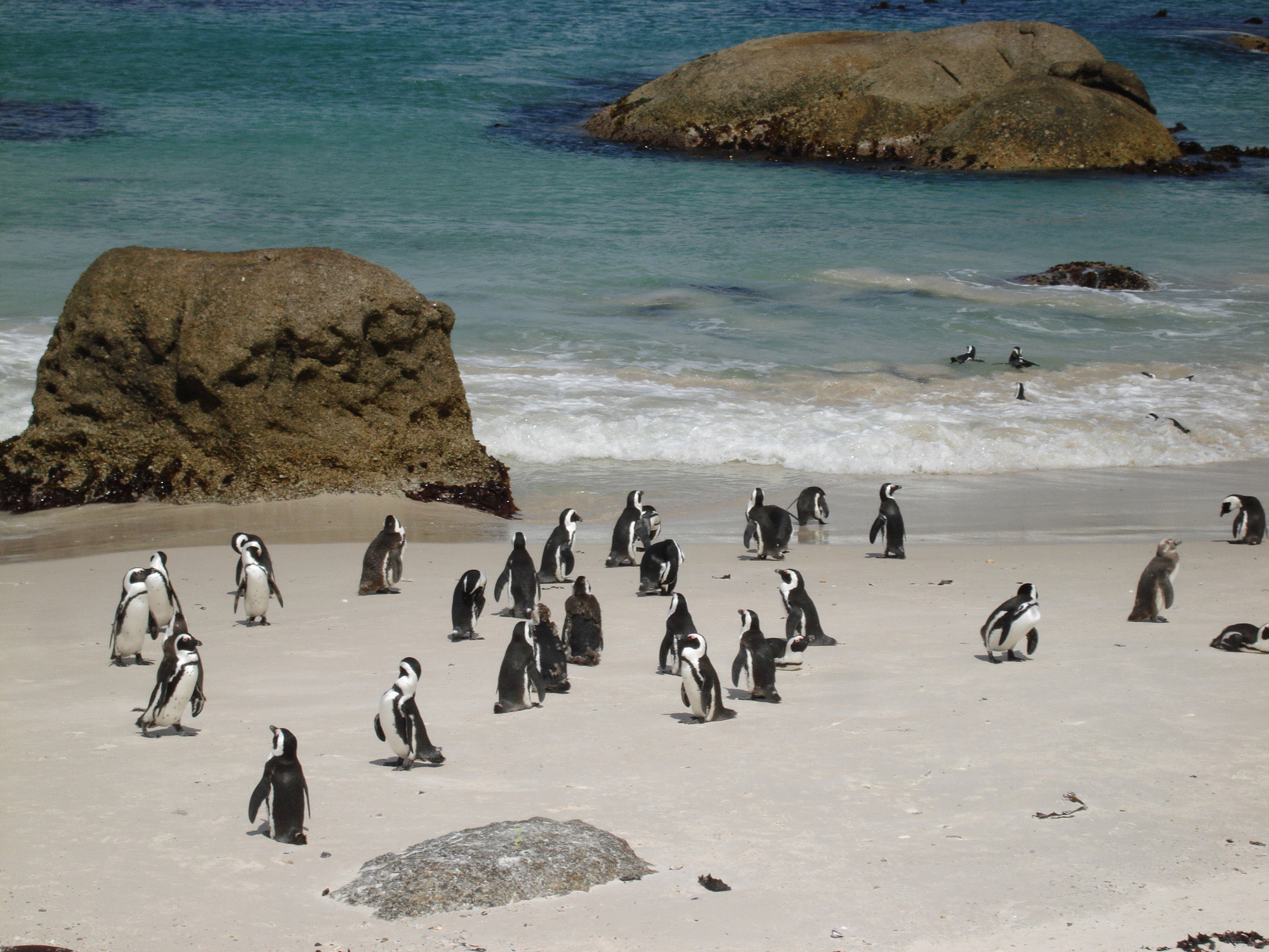 Unearth Experience Swimming with Penguins - Unearth Experience