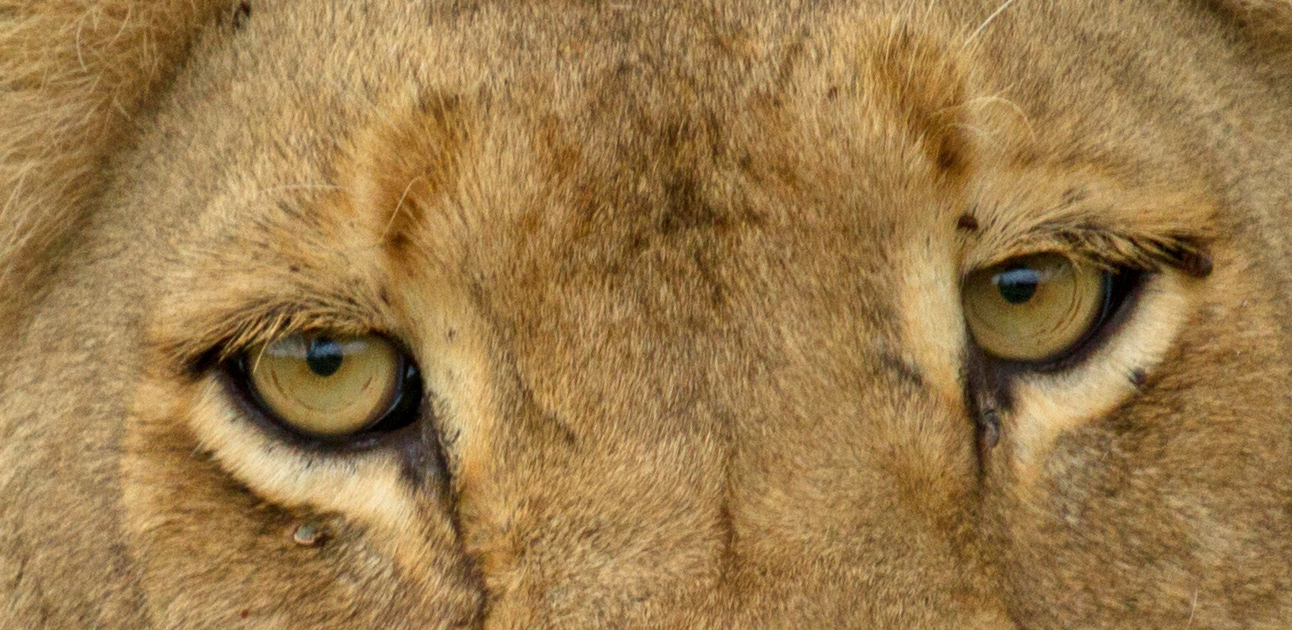 Unearth Experience Luxury Big Cat Safari in South Africa